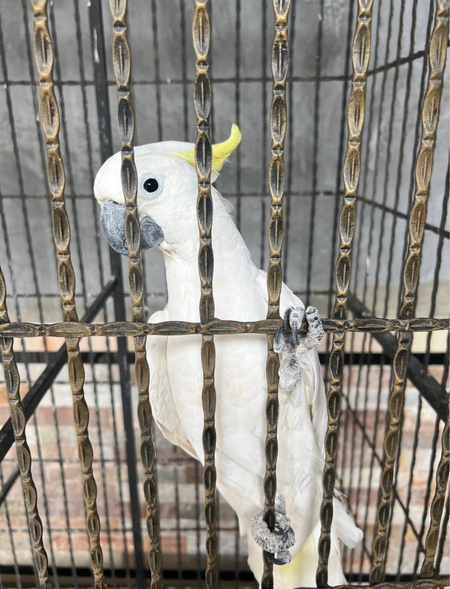 Какаду ручной разгаворчивый