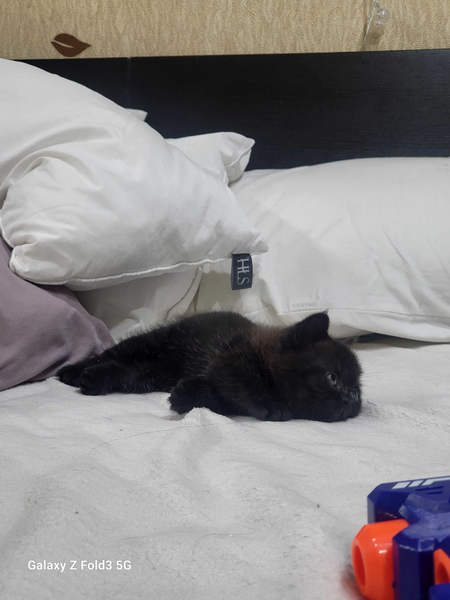 Котята Скотиш страйт  фолд