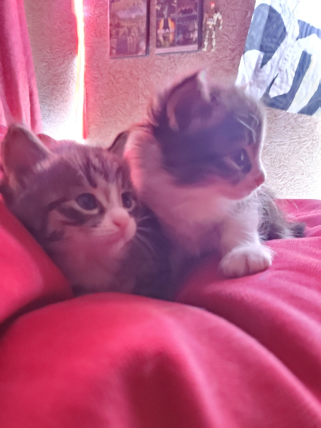 Отдам в хорошие руки котят.