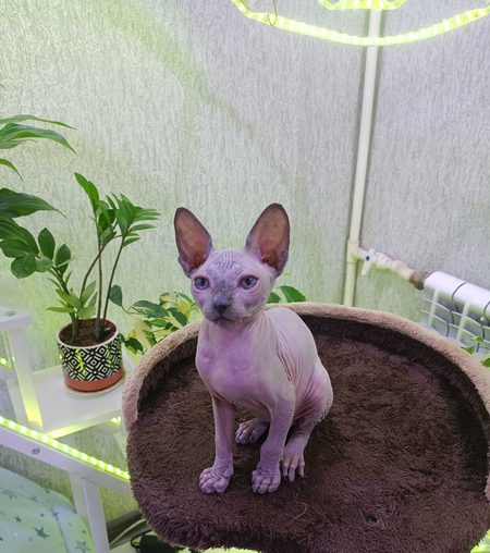 Продается котенок Канадский Сфинкс