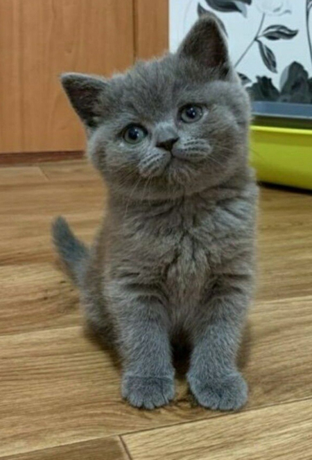 Шотландские котята скоттишстрайт