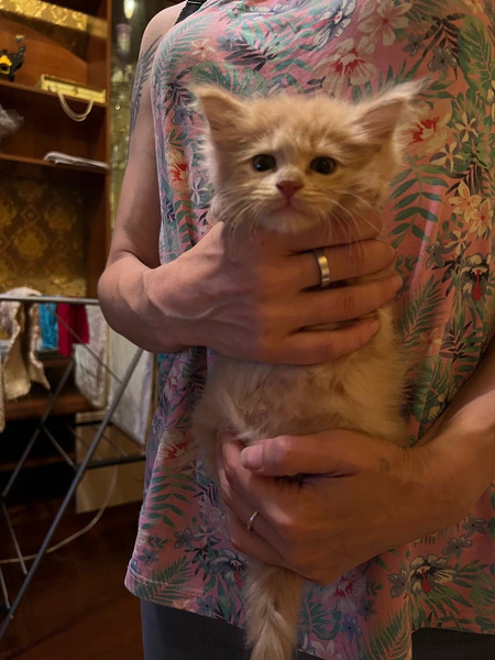 Бесплатно котята