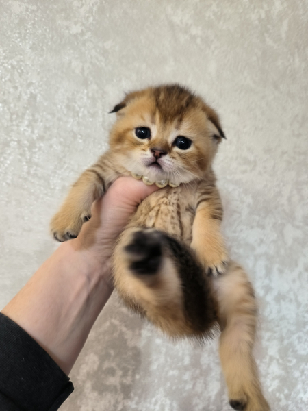 Котята от правильной вязки