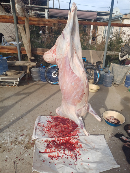 Кассобман, Куй, Паррандалар суяман