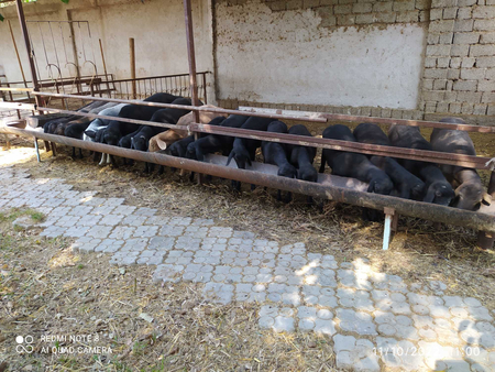 Hovli sotiladi Yangiyol, Qoratepa mahallasida