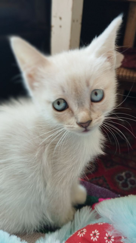 Сиамские котята в хорошие котята