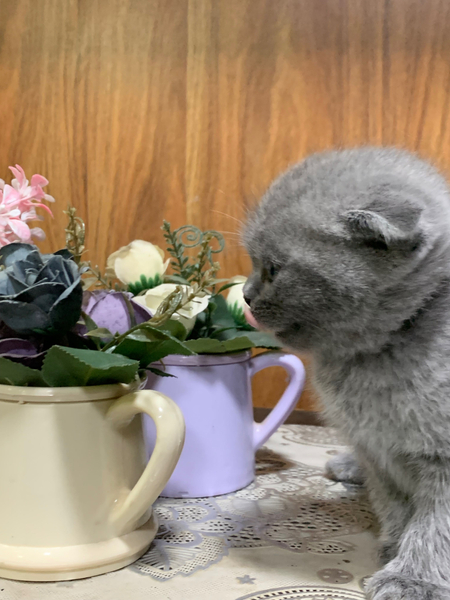 Шотландская вислоухая кошка