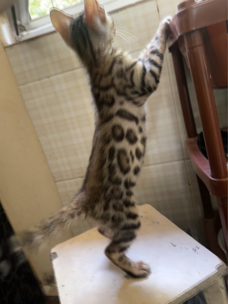Продается Бингальская кошка