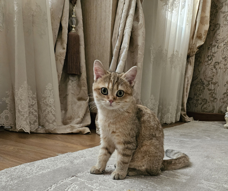 продам срочно золотую шиншиллу британскую