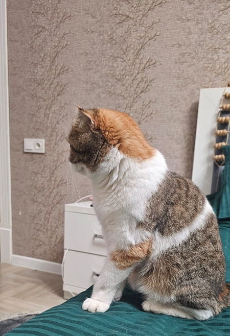 Кошка 2 года выслоухой .,девочка.