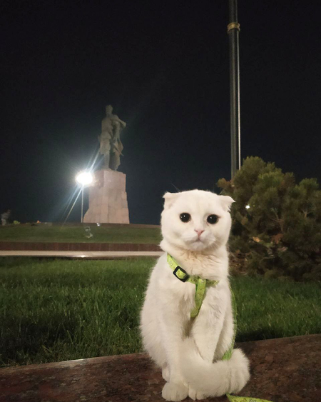 Скоттиш фолд шотландская вислоухая кошка