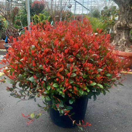 Фотиния Фразера \\\'Нана\\\' - Photinia x fraseri \\\'Nana\\\'