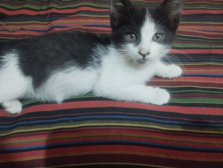 Котёнок в ответственные руки!