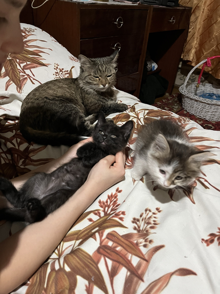 Отдам бесплатно котят в добрые руки