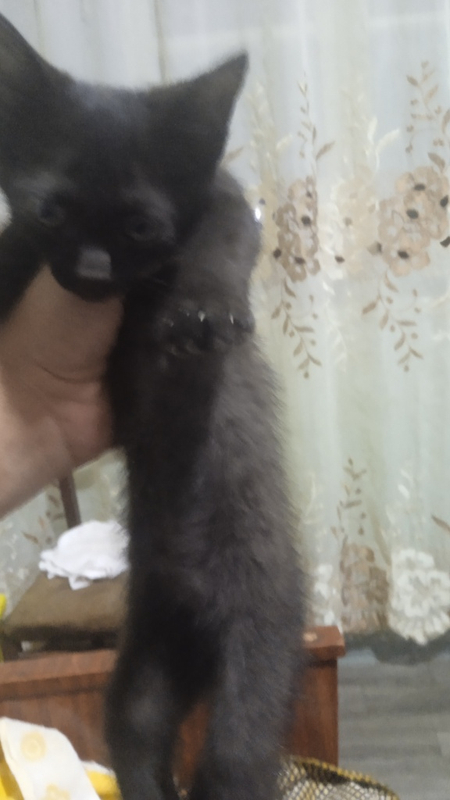 Отдам котят в хорошие руки два мальчика и девочка