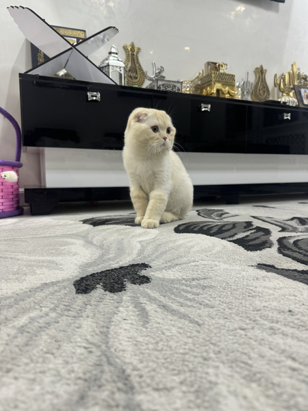 Продаётся кот