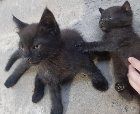 КОТЯТА Бесплатно