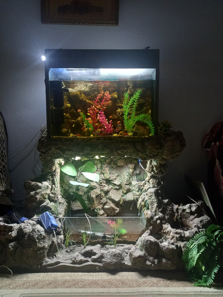 Akvarium baliqlari bilan
