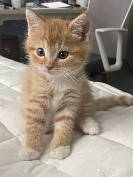 Рыжий котик подарок ищет уютный дом для ПМЖ)