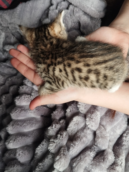 Смешанные котята оцикет