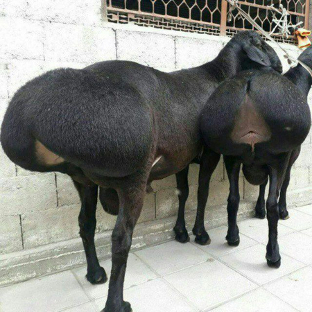Qassob xizmati qassob hallol xizmat
