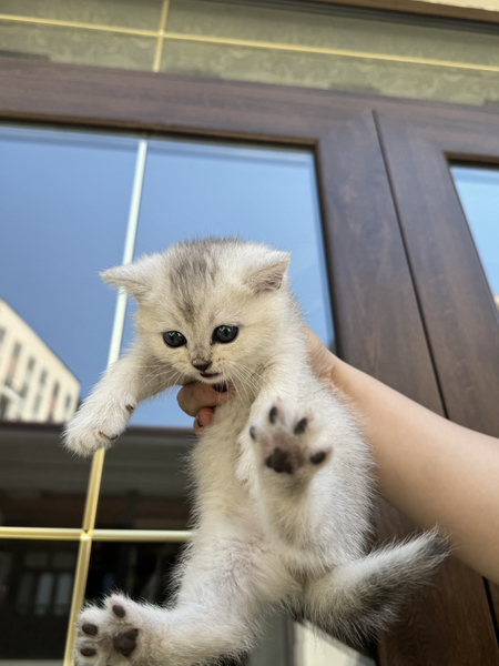 Серебристый шиншилла кошка