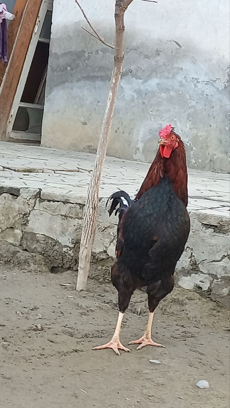 Yosh xuroz sotiladi