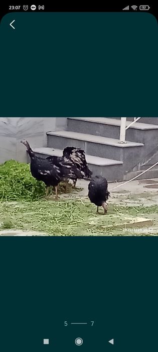 Индюк сотилади срочно