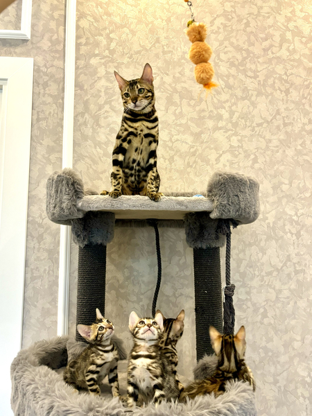 бенгальские котять