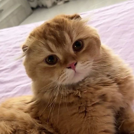 Продаётся котенка No1