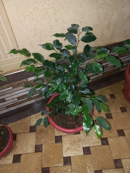 Xona gullari sotiladi