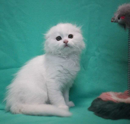 Шикарный белый котенок, фолд!