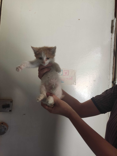 В добрые руки котята