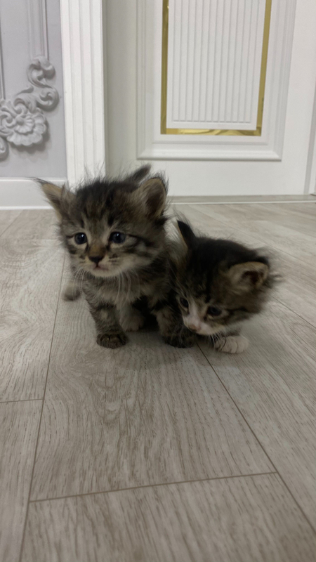 Котята бесплатно
