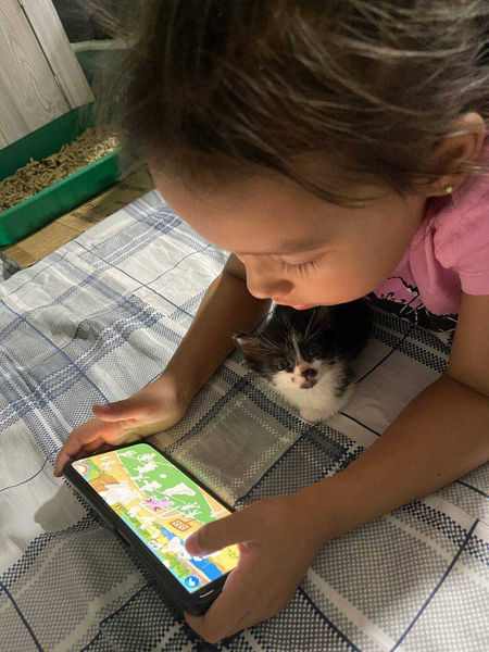 Отдам котят любящих животных людям