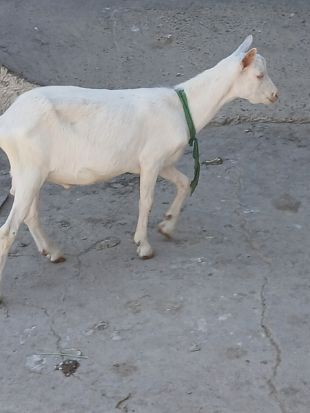 Zanin zotli taka sotiladi