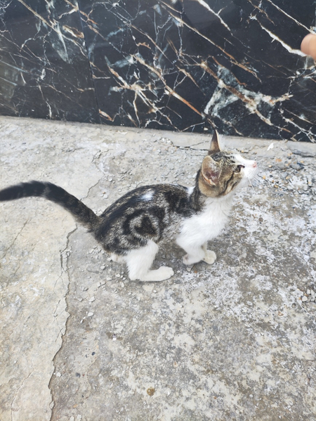 Трое котят даром