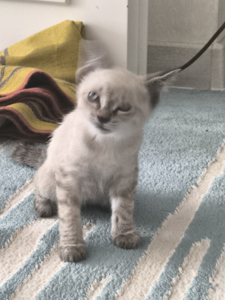 Кошка мушук сотилади