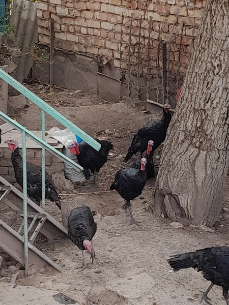 Куркала сотилади