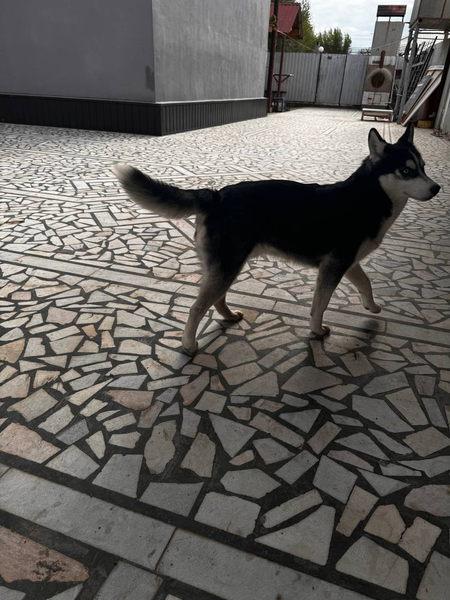 Xaski iyt satiladi