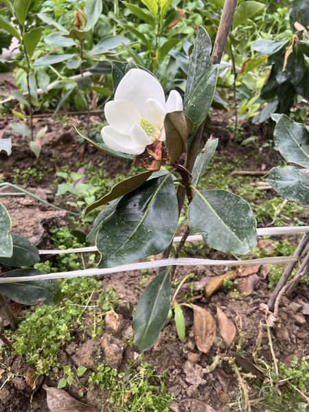 Magnolia little gem
