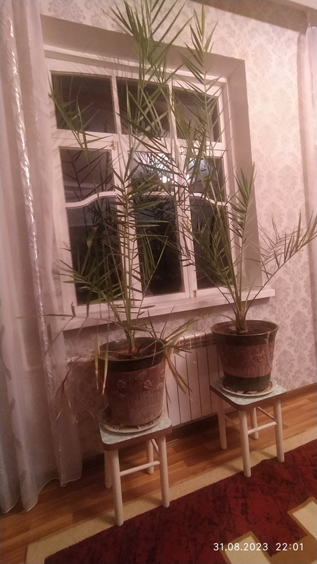Финики деревья в горшке для офисов