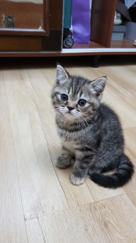 Котёнок Скотиш Страйт