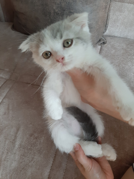 Скотиш фолд мальчик девочка