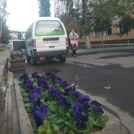 Газон и декор ланщафты