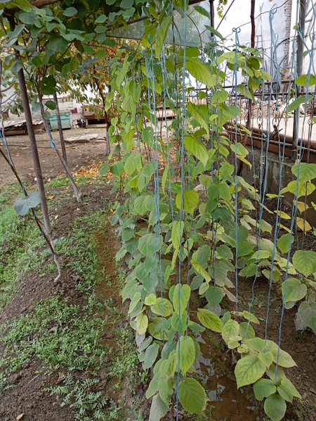 КИВИ кучатлари 2 йиллик