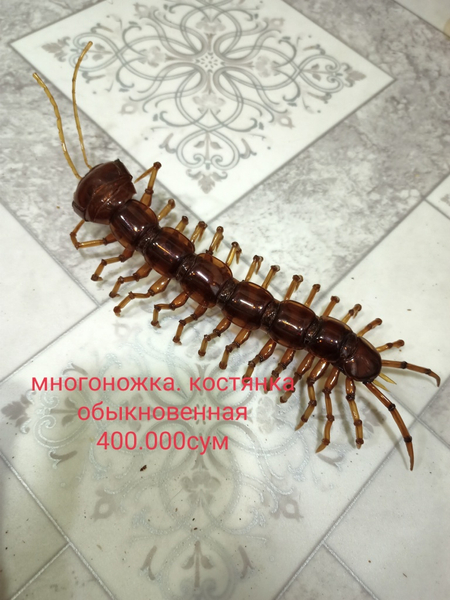Макеты насекомых
