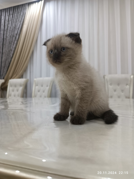 Вислоухий пышыктар сатылады