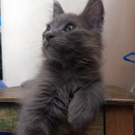 Котёнок ищет своих хозяев