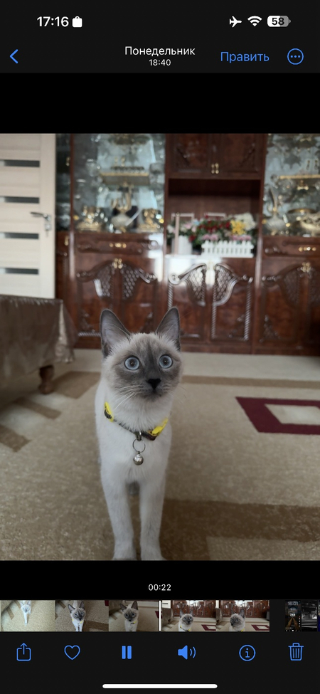 Сиамская кошка 9 месяцев